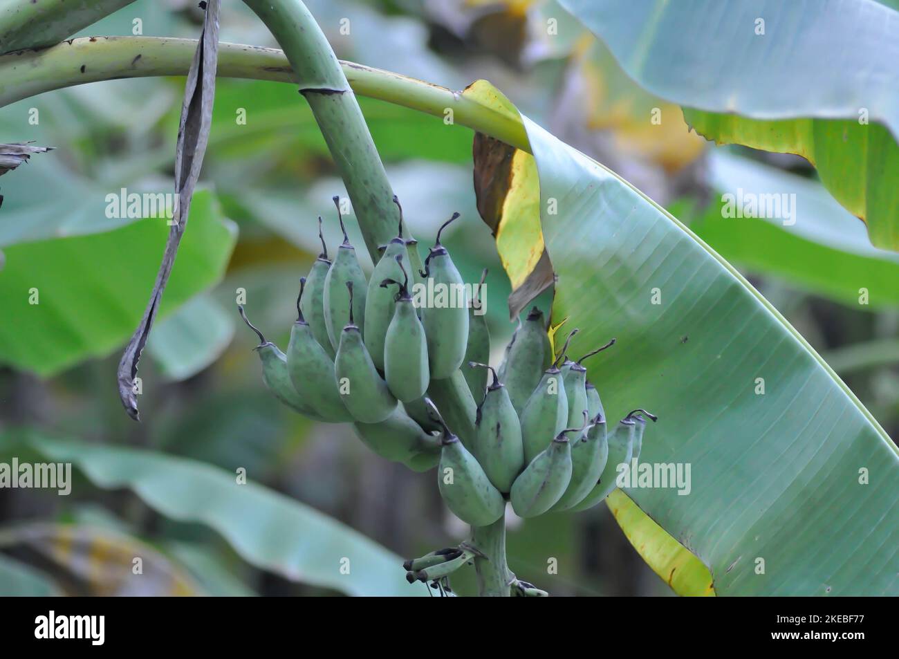 banana ,banana seed or Cultivated banana or banana plant or Musa ...