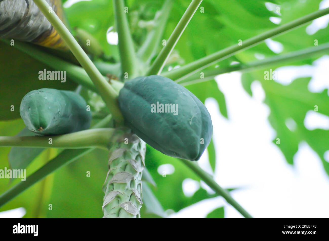 Melan tree hi-res stock photography and images - Alamy