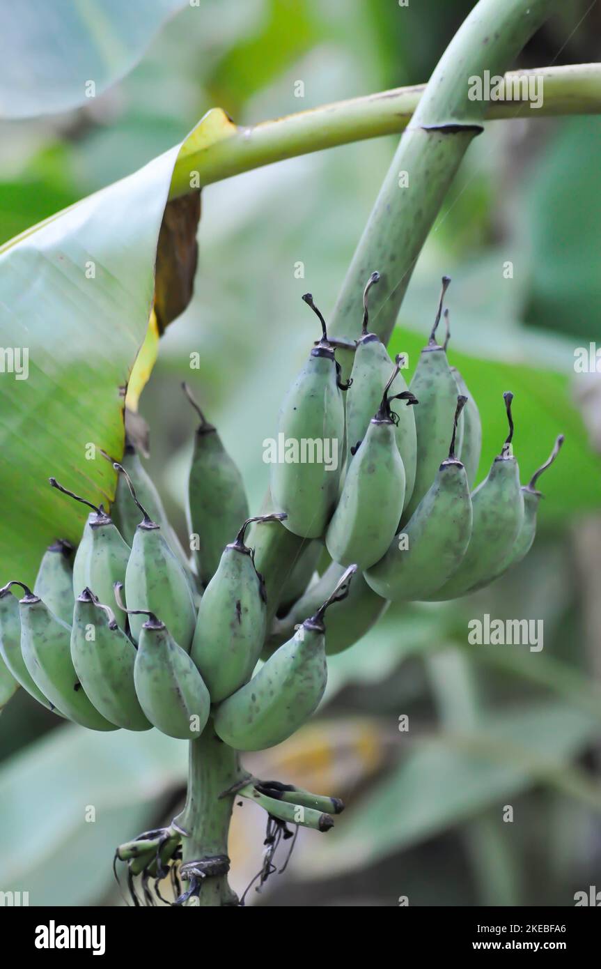 banana ,banana seed or Cultivated banana or banana plant or Musa ...