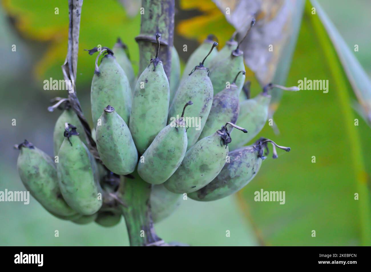 banana ,banana seed or Cultivated banana or banana plant or Musa ...