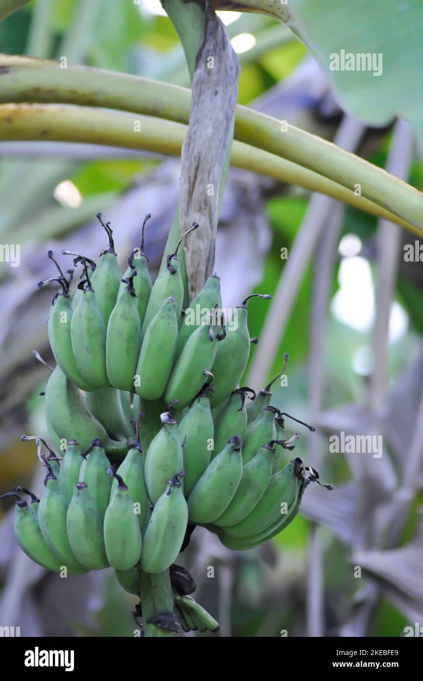 banana ,banana seed or Cultivated banana or banana plant or Musa ...