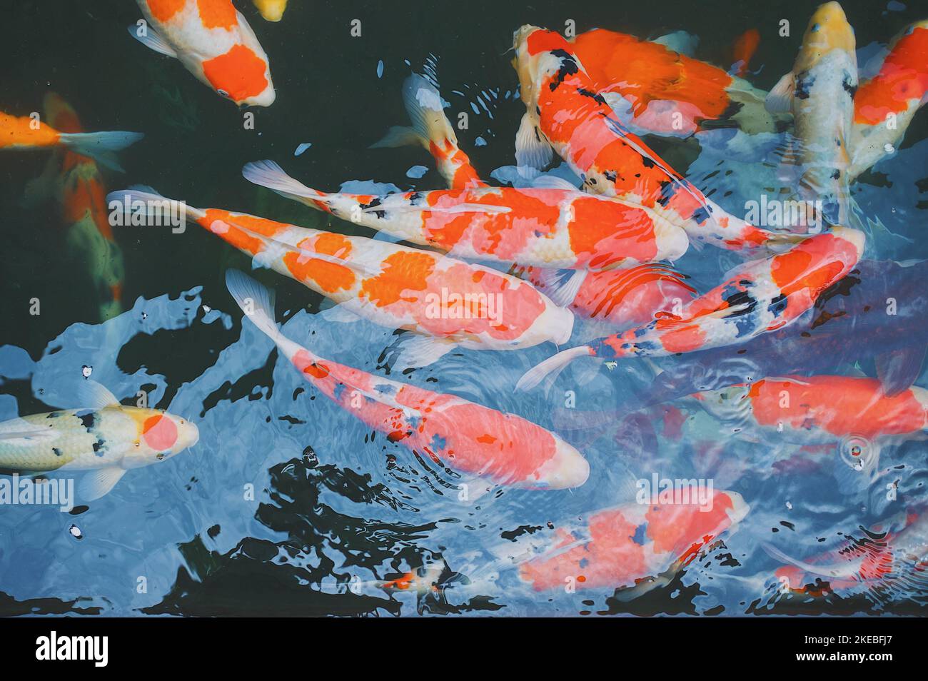 A closeup of orange and white Koi fishes in the lake under the sunlight ...