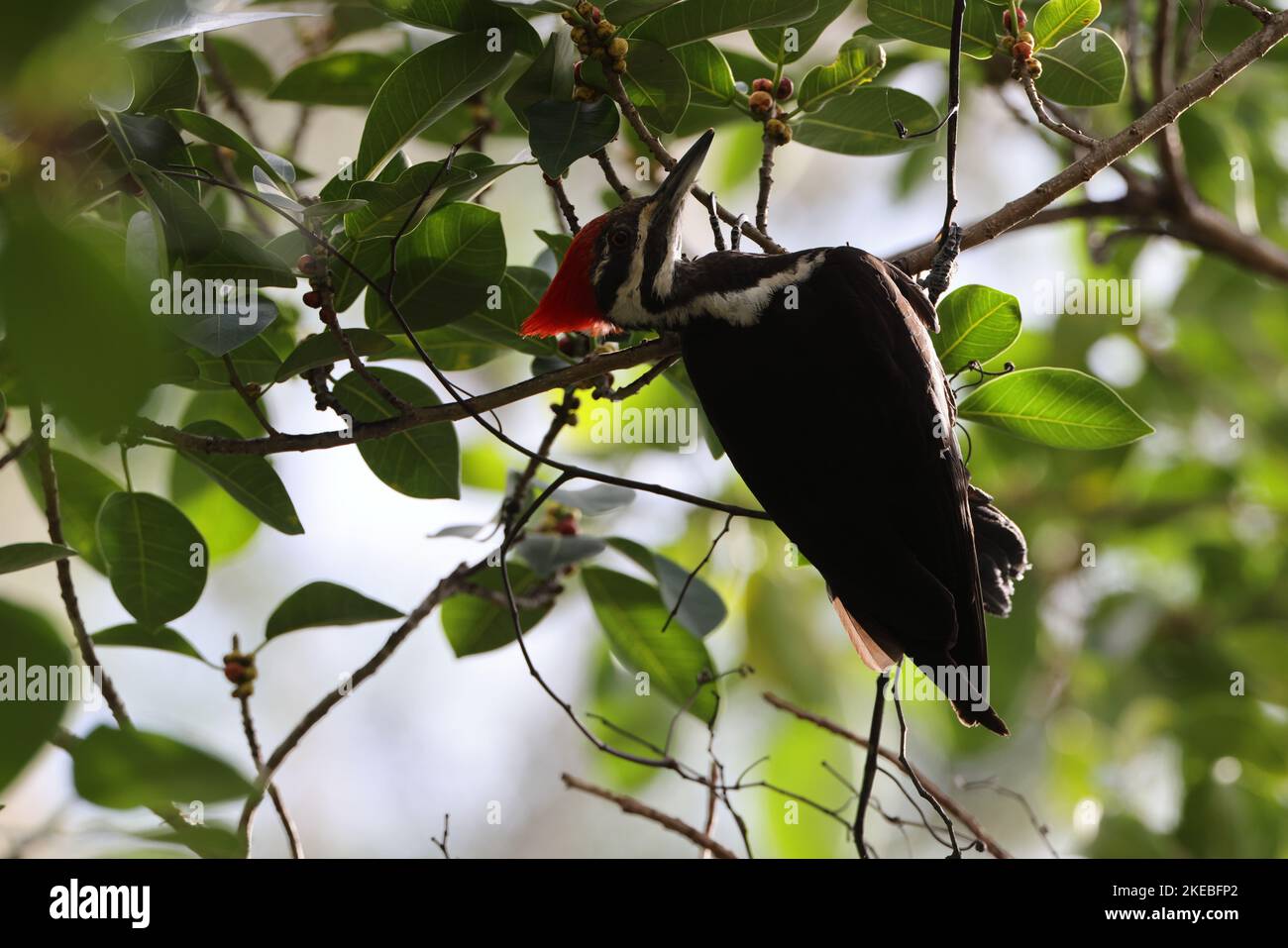 Pileated woodpecker Arthur R. Marshall Loxahatchee National Wildlife ...