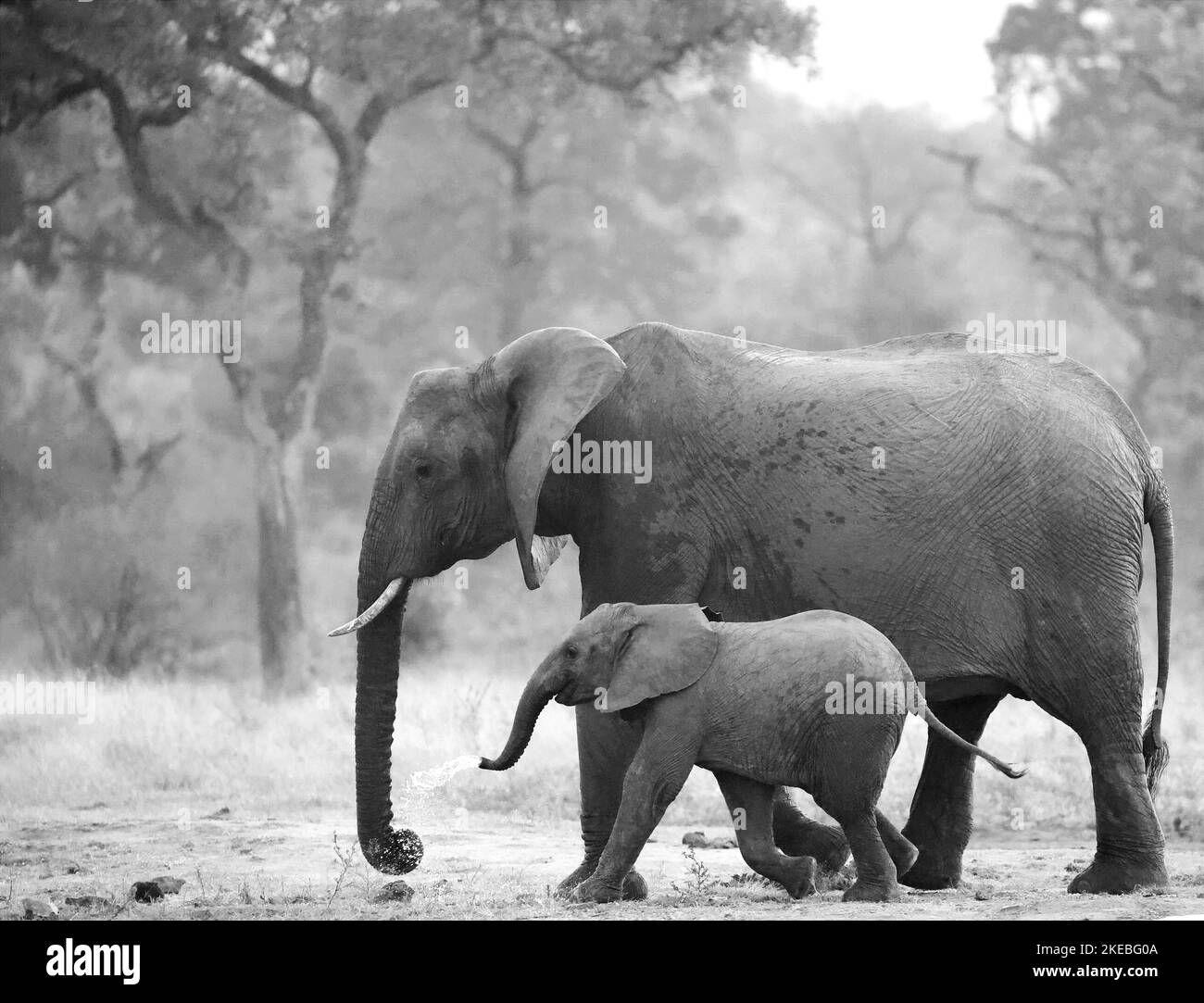 Greyscale elephant hi-res stock photography and images - Alamy