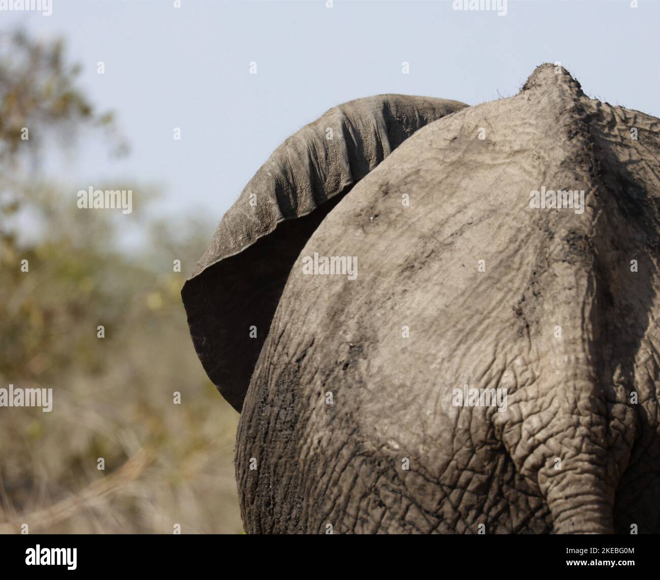 A back view of an African Elephant in the Kruger national park Stock ...