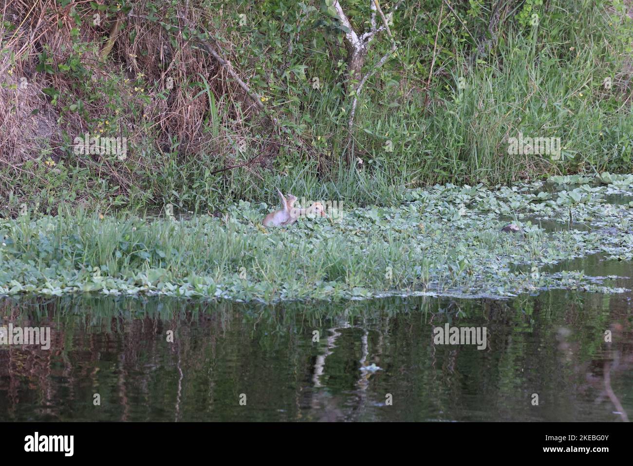 Sandhill crane Arthur R. Marshall Loxahatchee National Wildlife Refuge ...