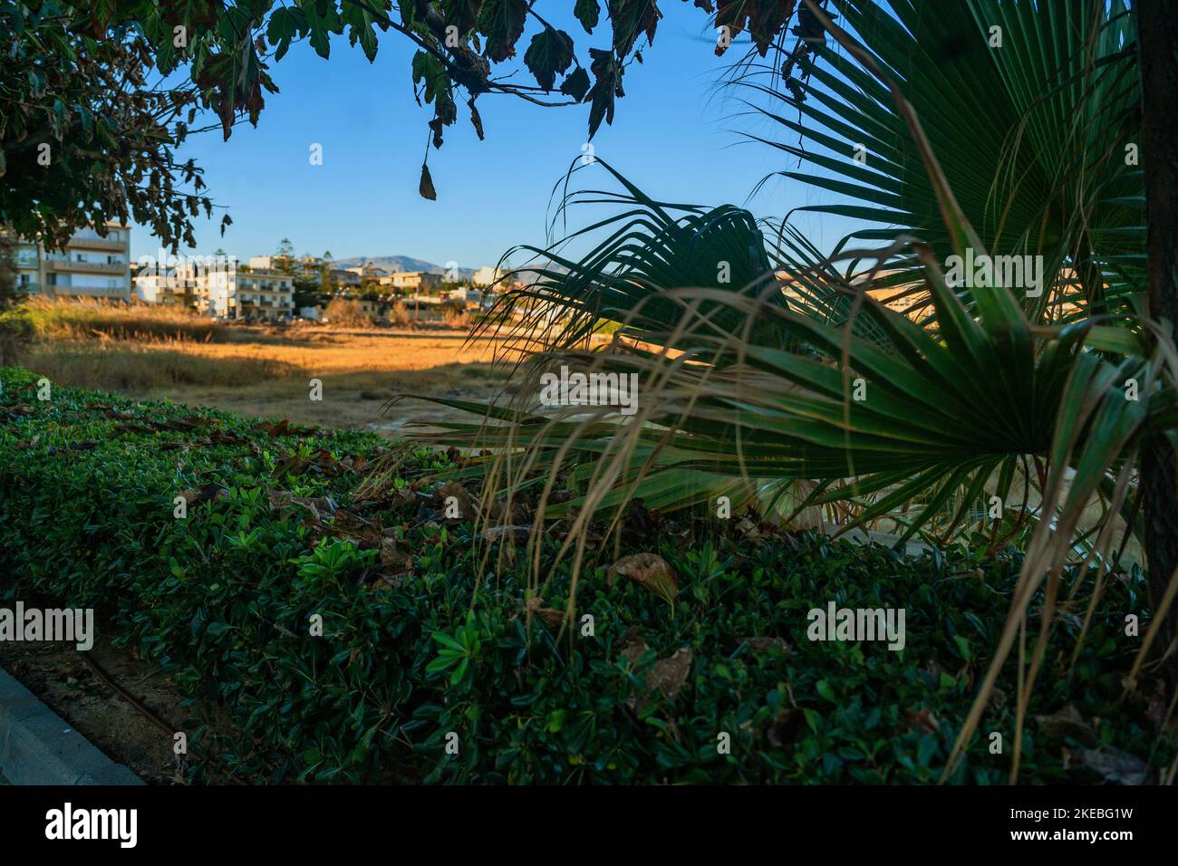 Green palm tree and hedgerow, white building in residential area on ...