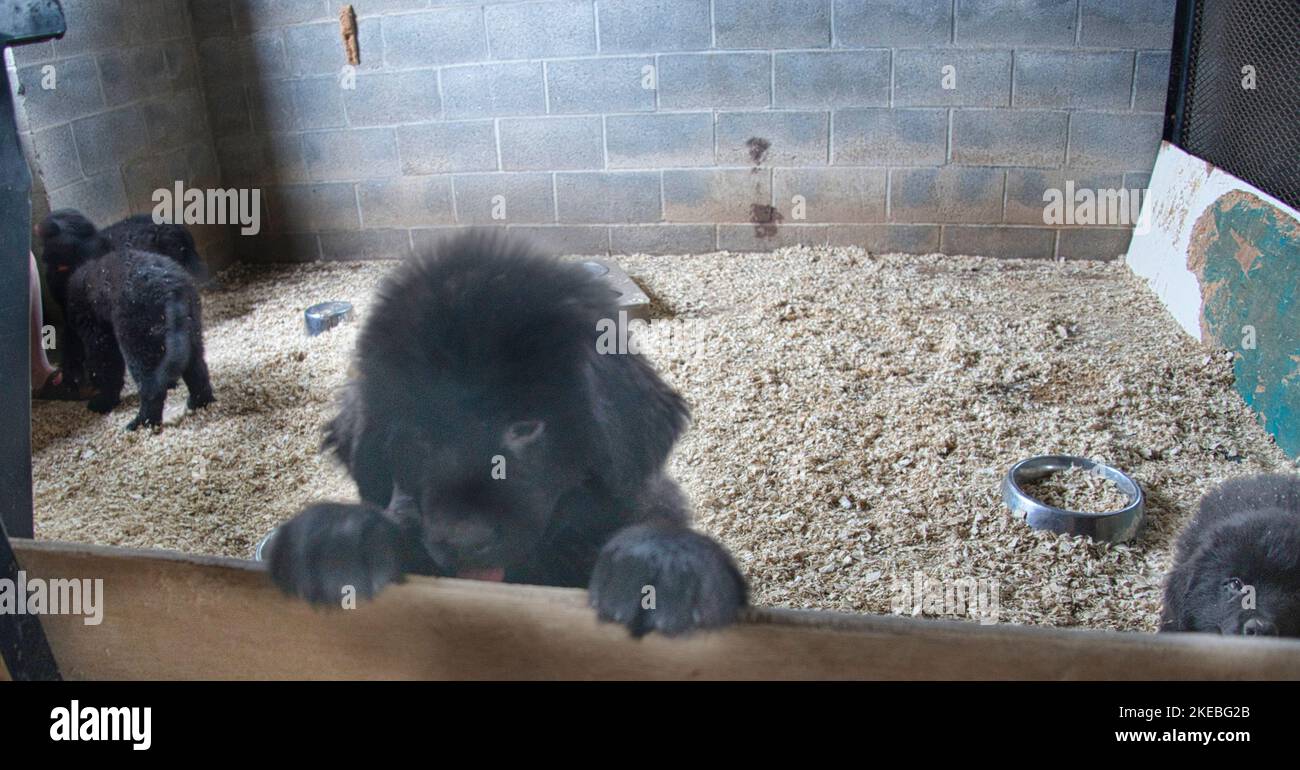 baby Newfoundland puppy Stock Photo - Alamy