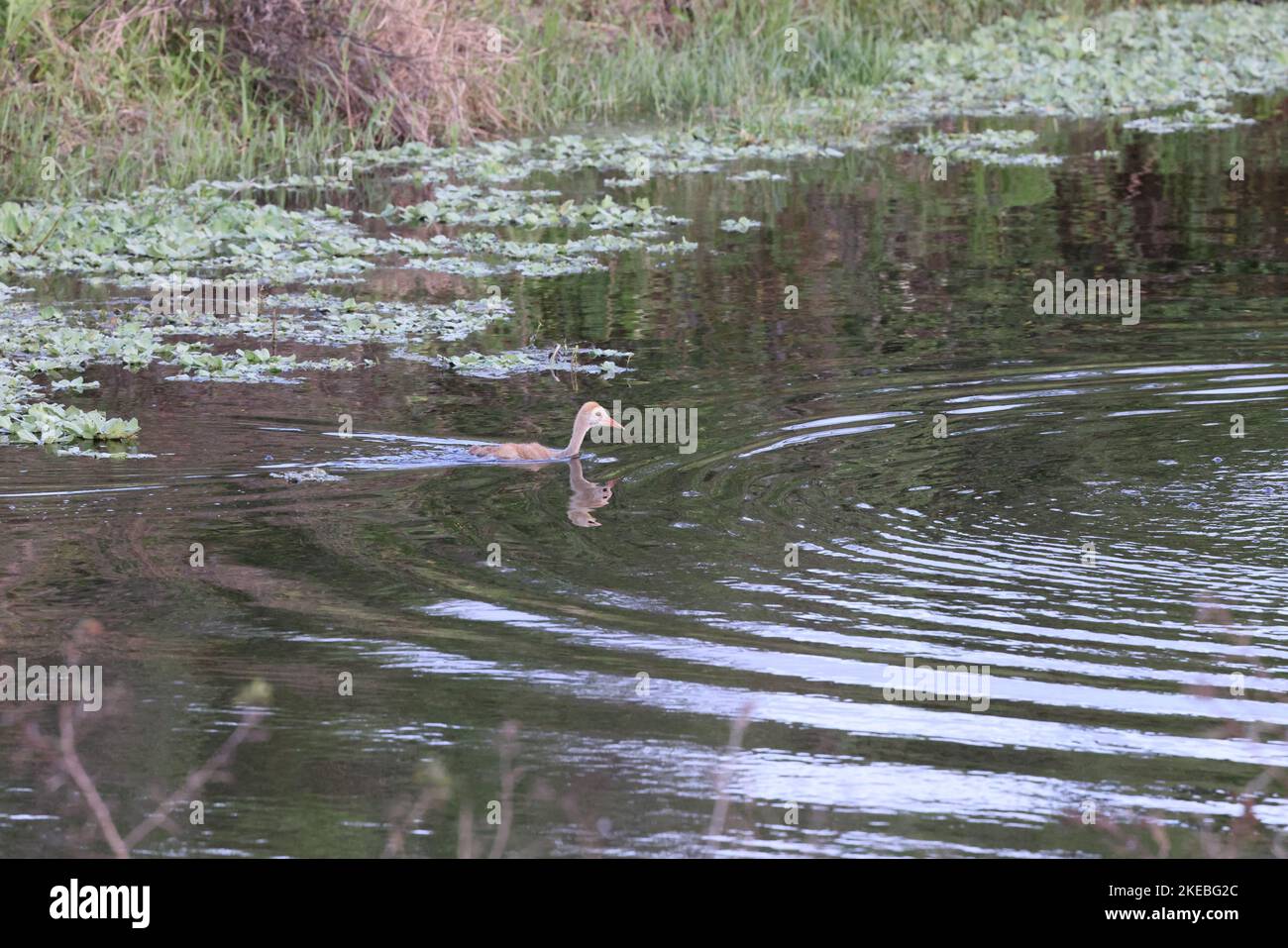 Sandhill crane Arthur R. Marshall Loxahatchee National Wildlife Refuge ...