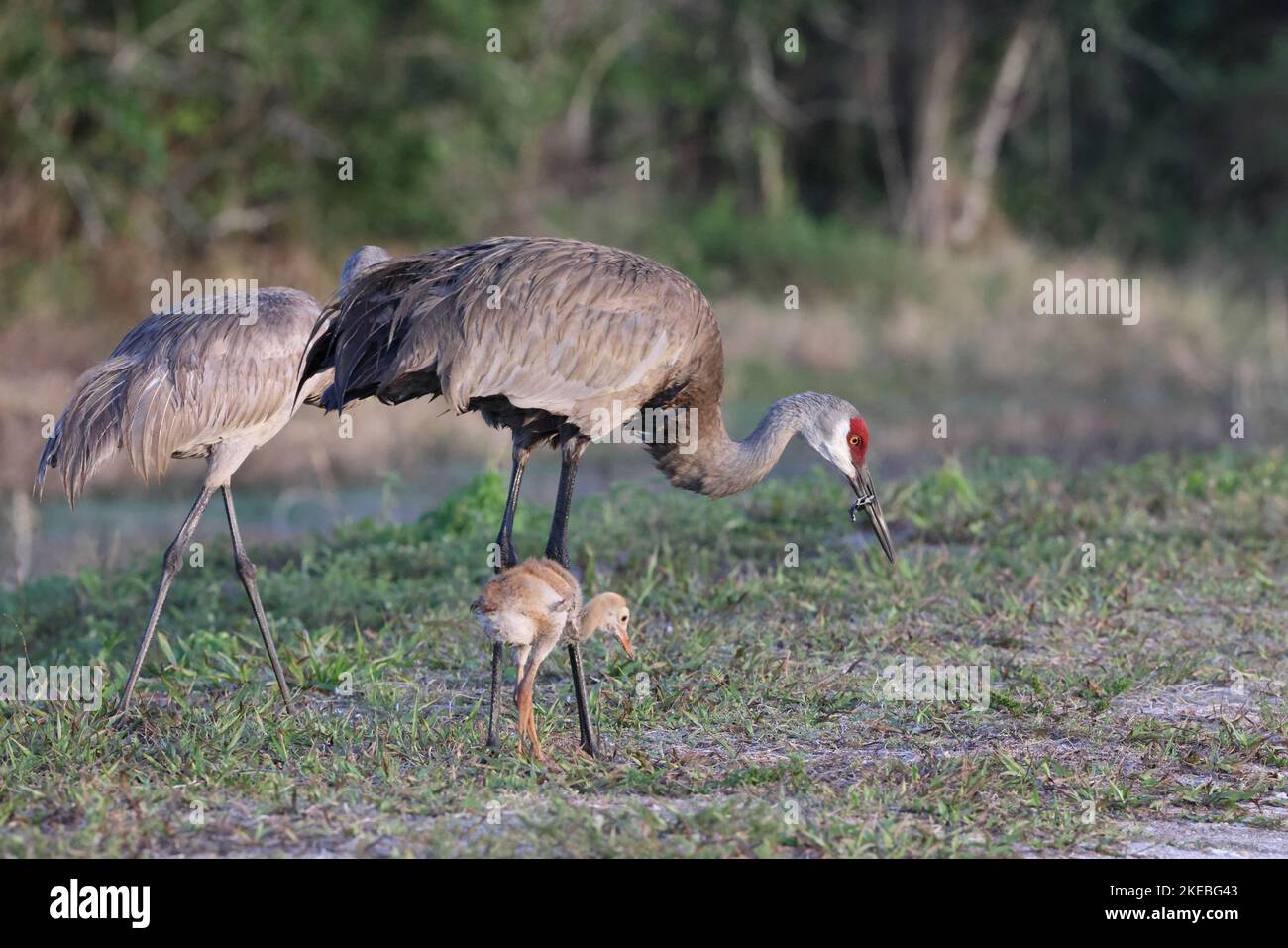 Sandhill crane Arthur R. Marshall Loxahatchee National Wildlife Refuge ...