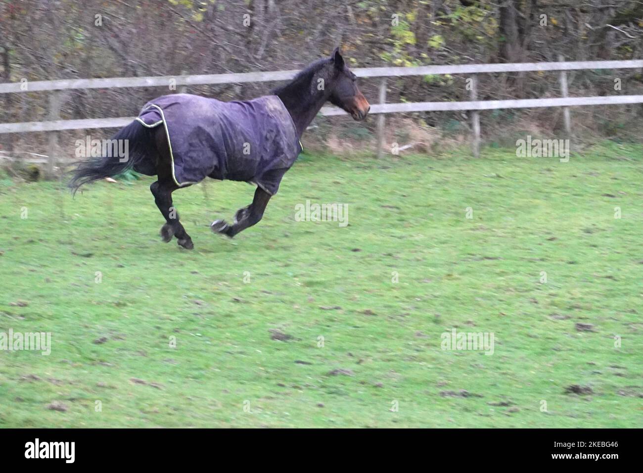 Galloping gallop field hi-res stock photography and images - Alamy