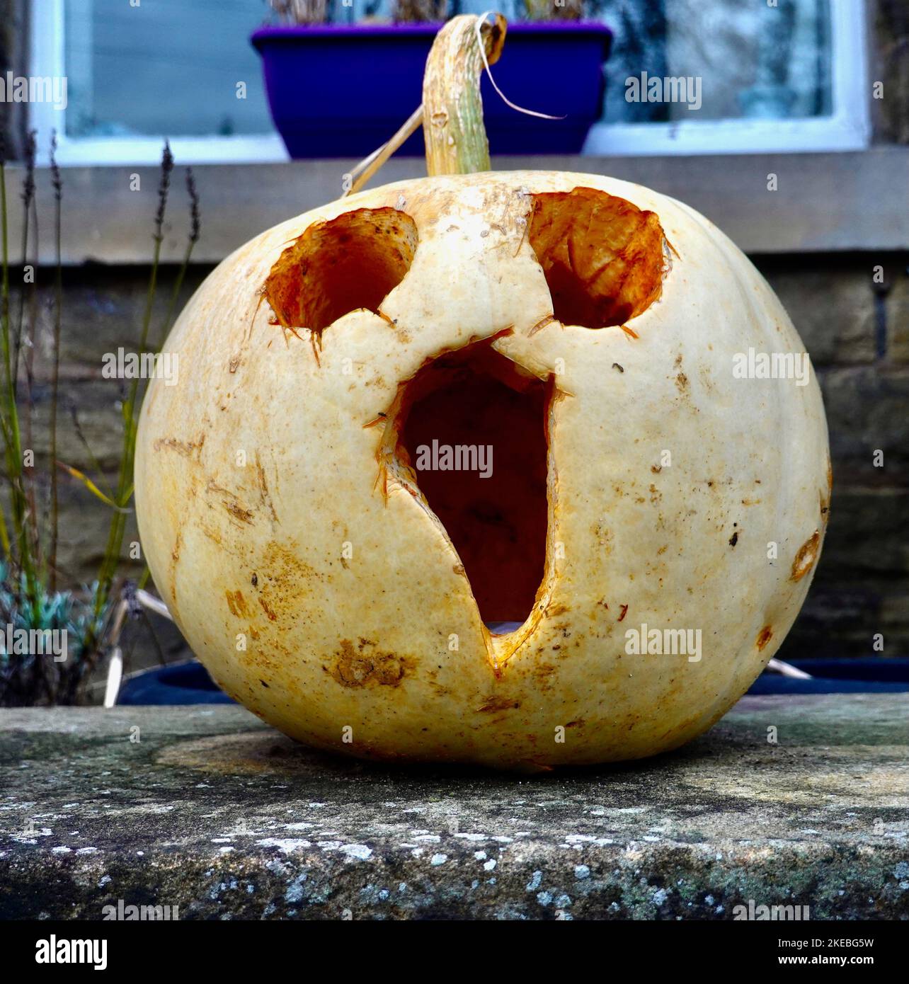 Pumpkins on show outside a house in New Mills, Derbyshire Stock Photo ...