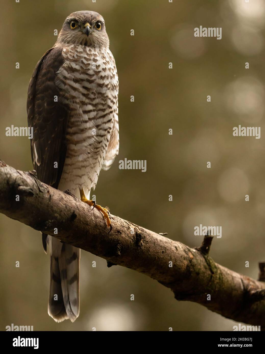 Sparrowhawk in flight hi-res stock photography and images - Alamy