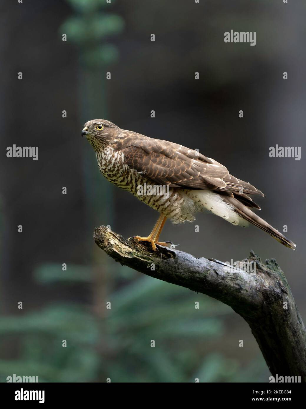 Sparrowhawk in trees hi-res stock photography and images - Alamy