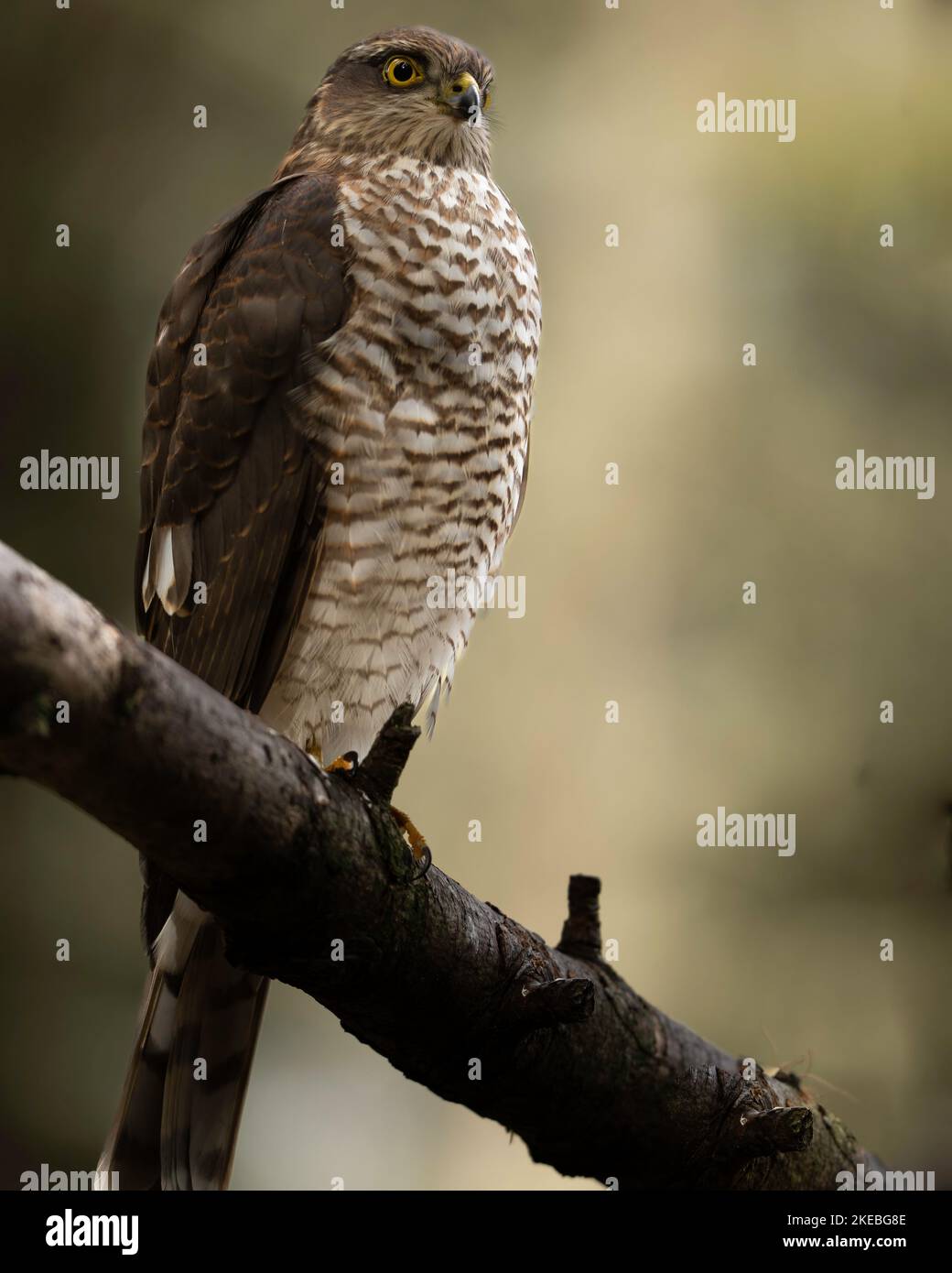 Sparrowhawk flying hi-res stock photography and images - Alamy