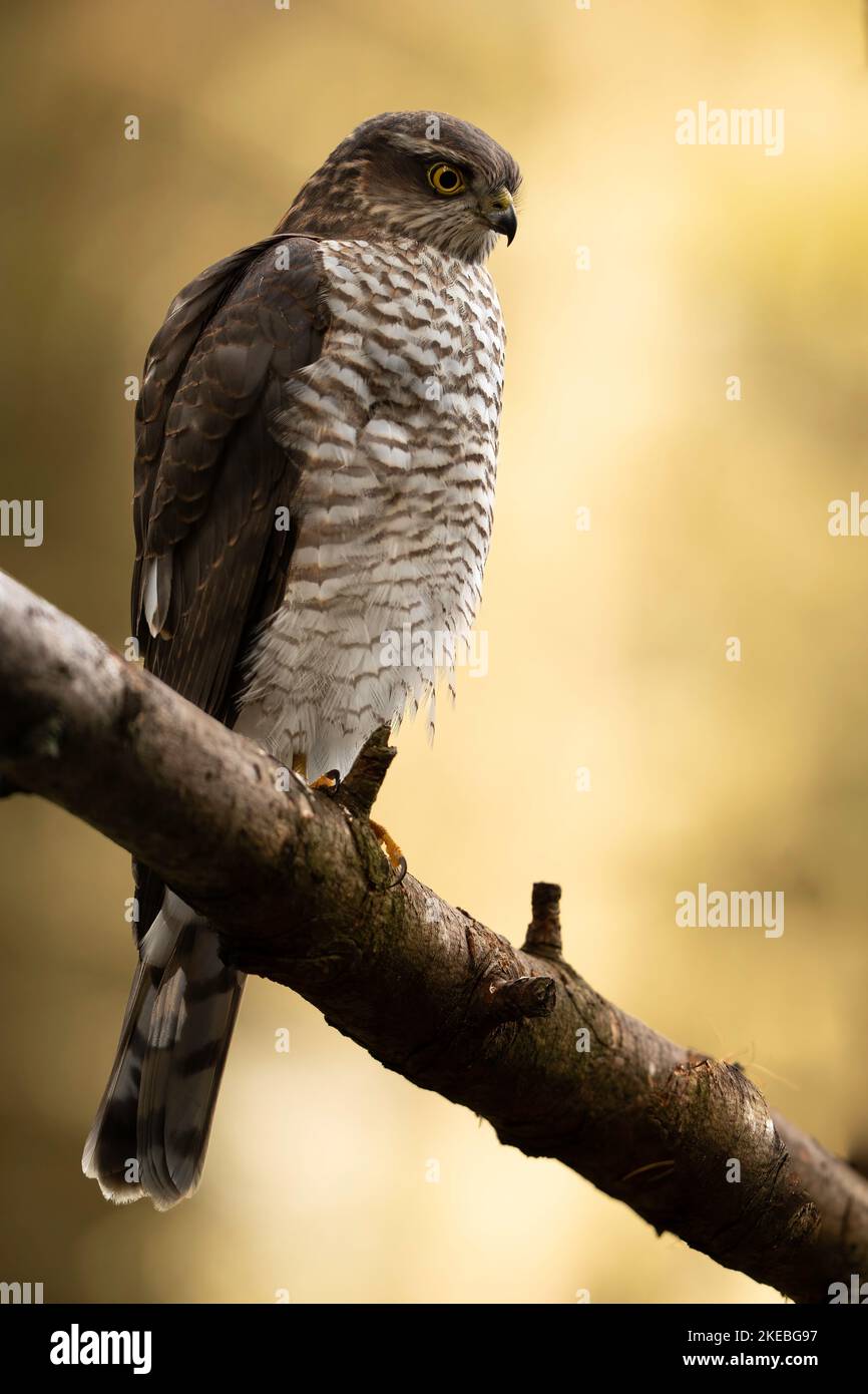 Sparrowhawk in trees hi-res stock photography and images - Alamy