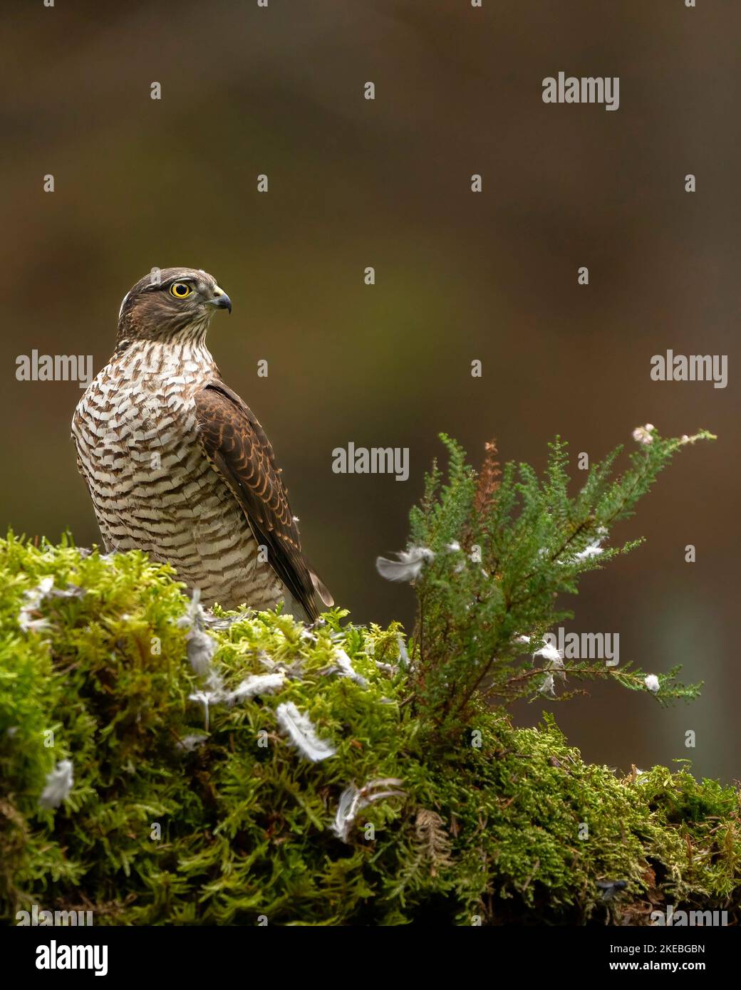 Sparrowhawk in trees hi-res stock photography and images - Alamy