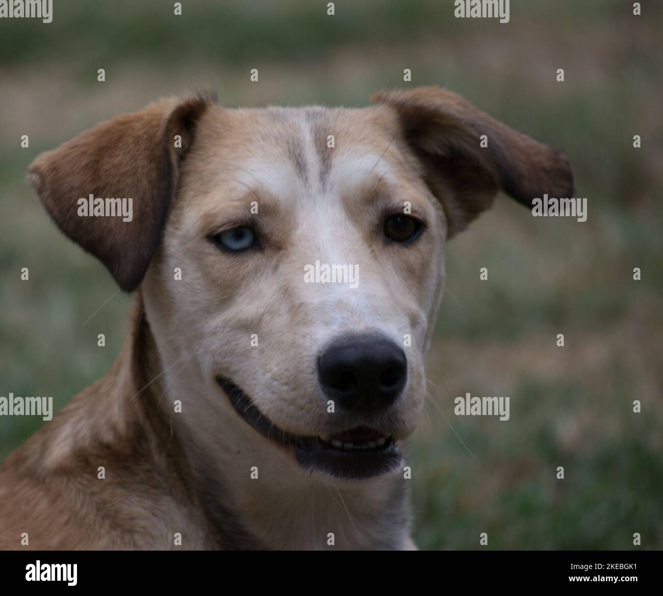 Portrait of a lonely yellow and white stray dog. Portrait of a lonely ...