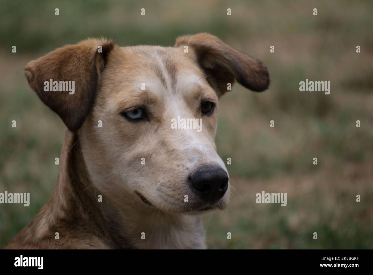 Portrait of a lonely yellow and white stray dog. Portrait of a lonely ...