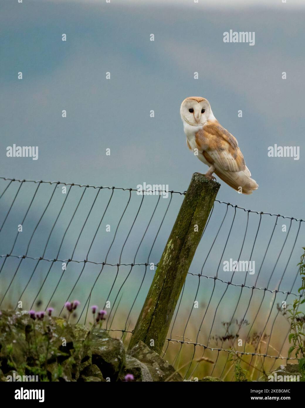 Barn owl with a mouse hi-res stock photography and images - Alamy