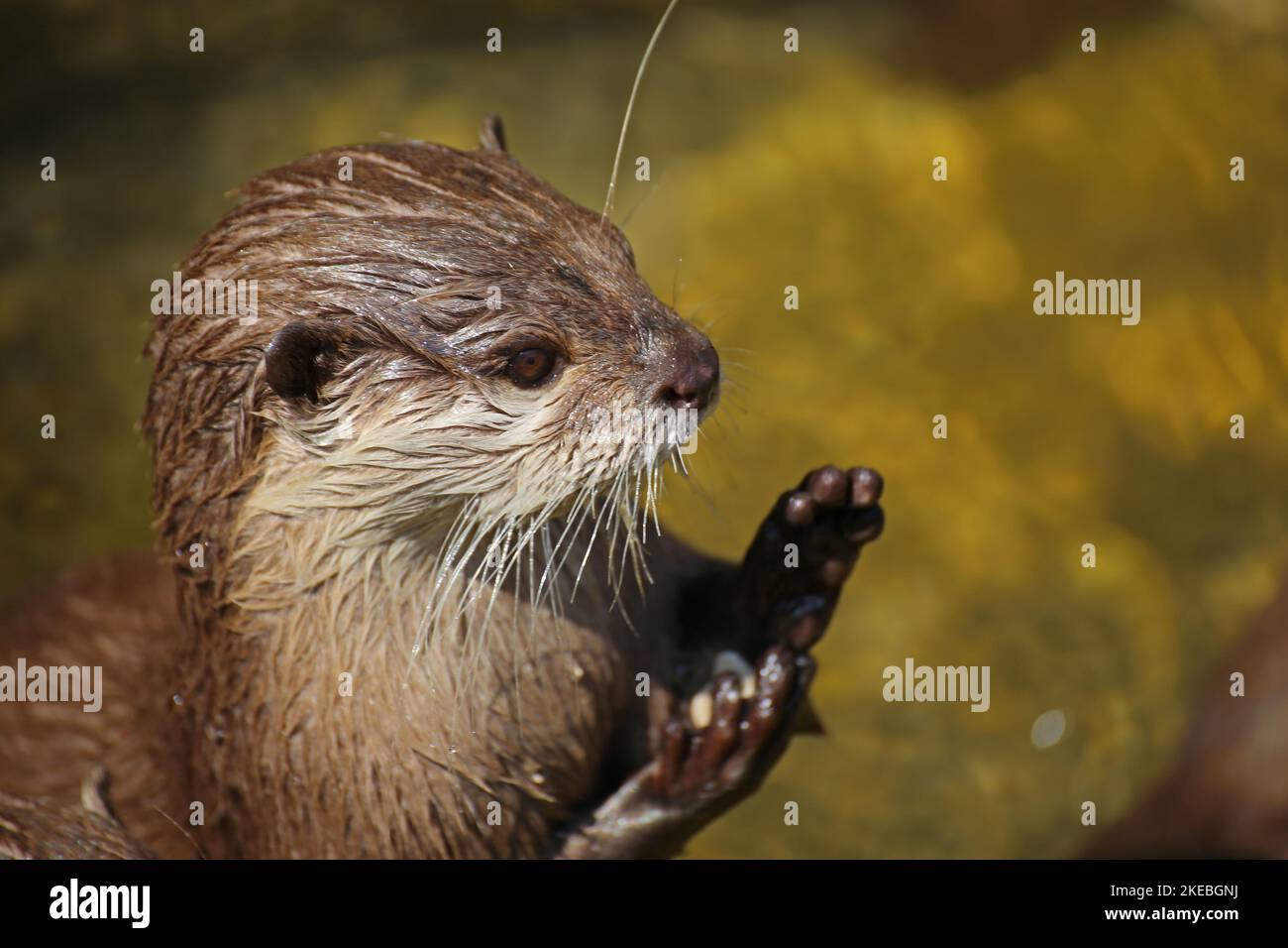 Close up of an Otter (Lutrinae) in water Stock Photo - Alamy