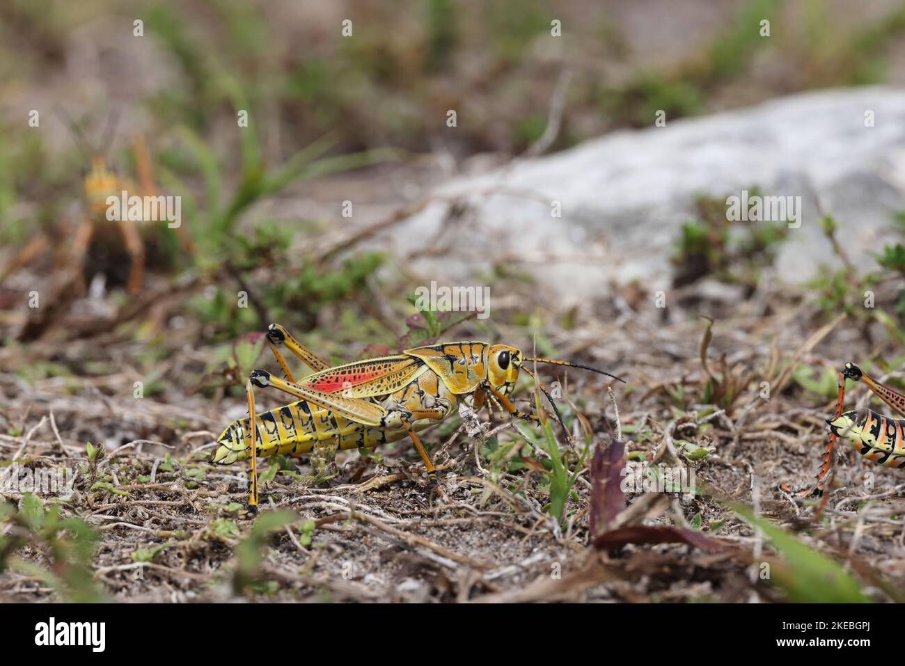 Caelifera Arthur R. Marshall Loxahatchee National Wildlife Refuge ...
