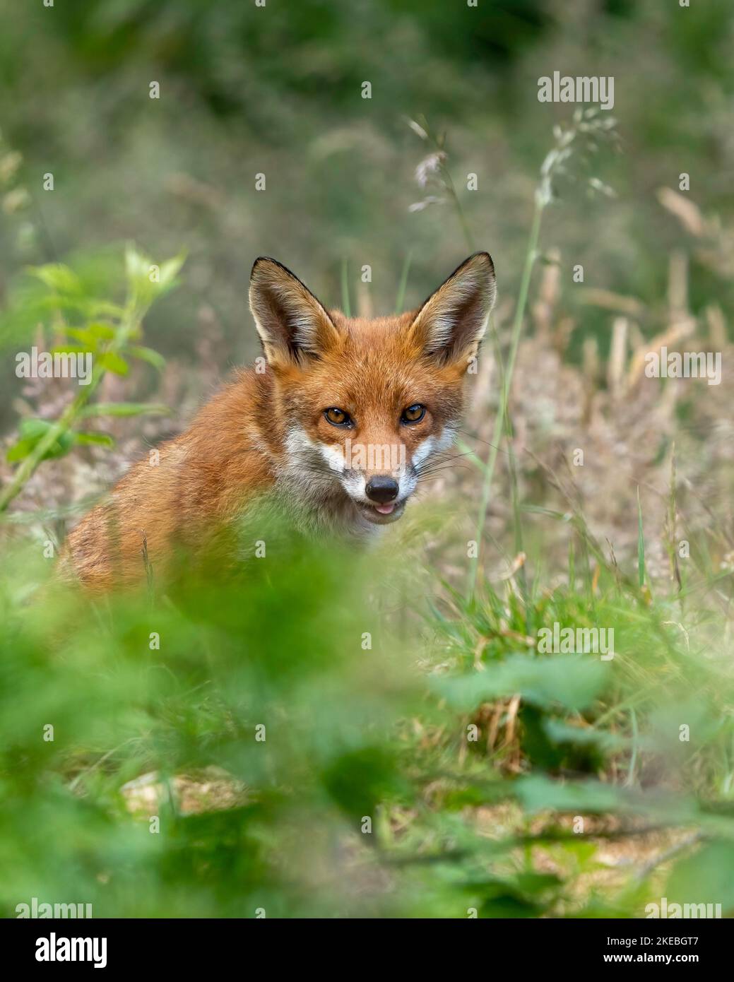 Fox sat down hi-res stock photography and images - Alamy