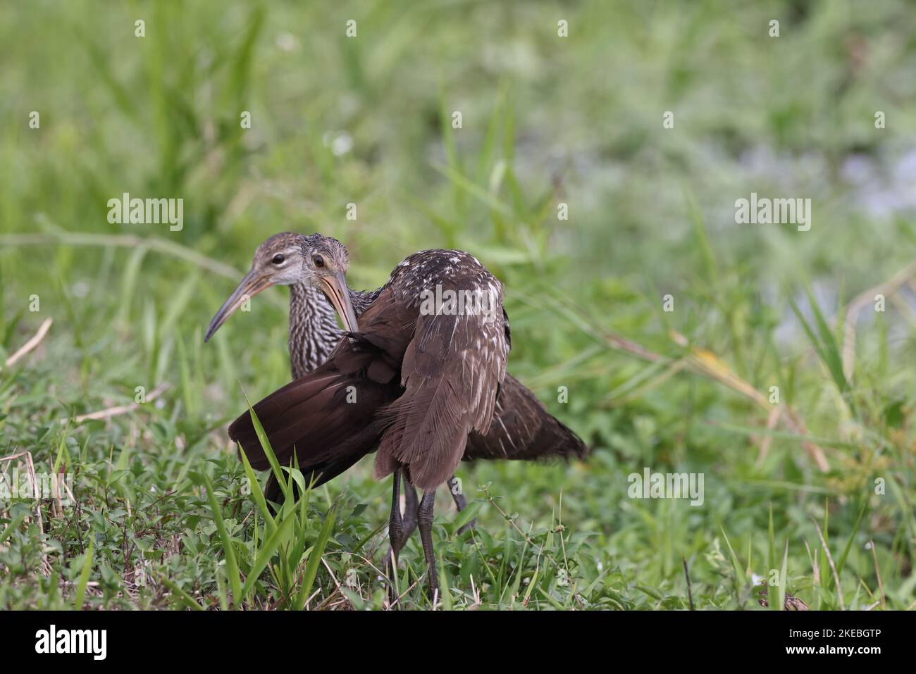 Wetland loxahatchee hi-res stock photography and images - Alamy