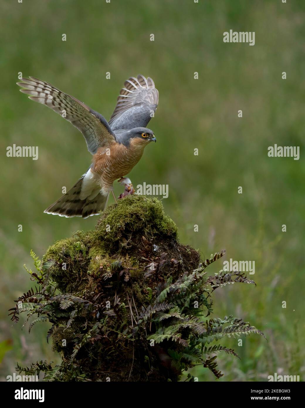 Sparrowhawk flying hi-res stock photography and images - Alamy