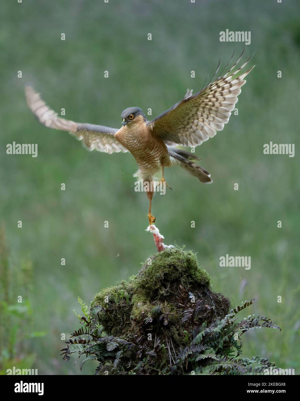 Sparrowhawk scotland flight hi-res stock photography and images - Alamy