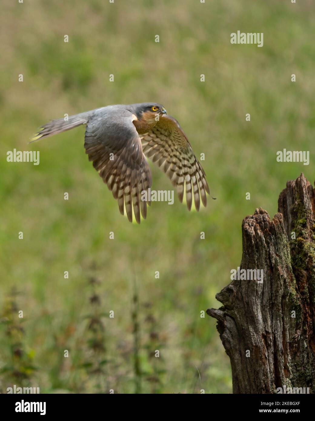 Sparrowhawk in trees hi-res stock photography and images - Alamy