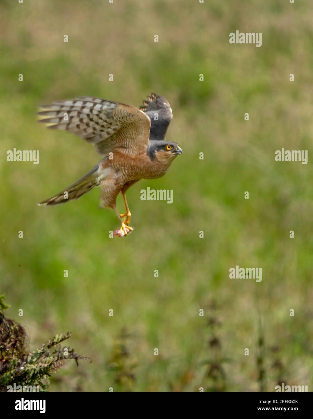 Sparrowhawk scotland flight hi-res stock photography and images - Alamy