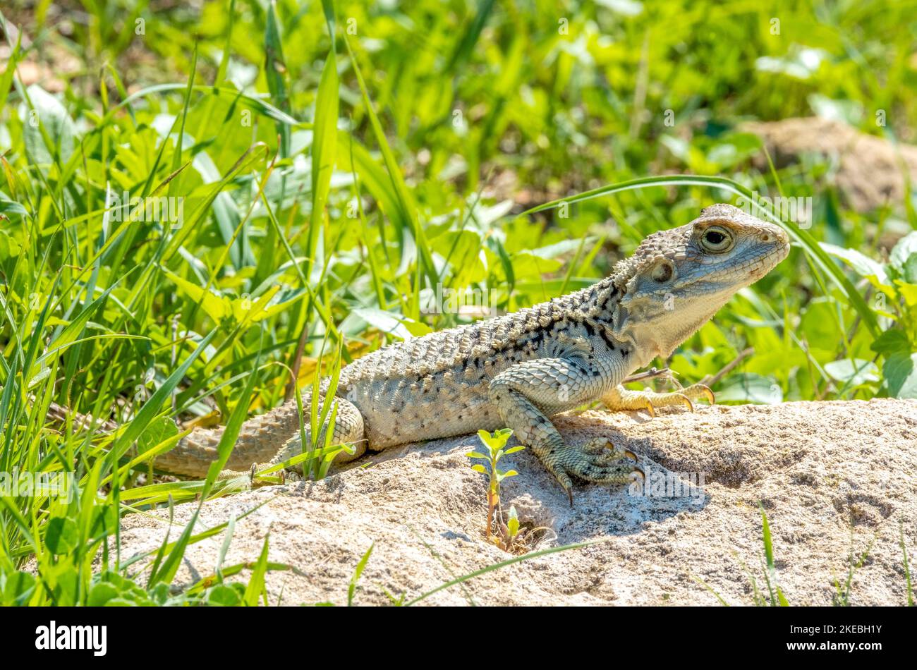 Gecko natural habitat hi-res stock photography and images - Alamy