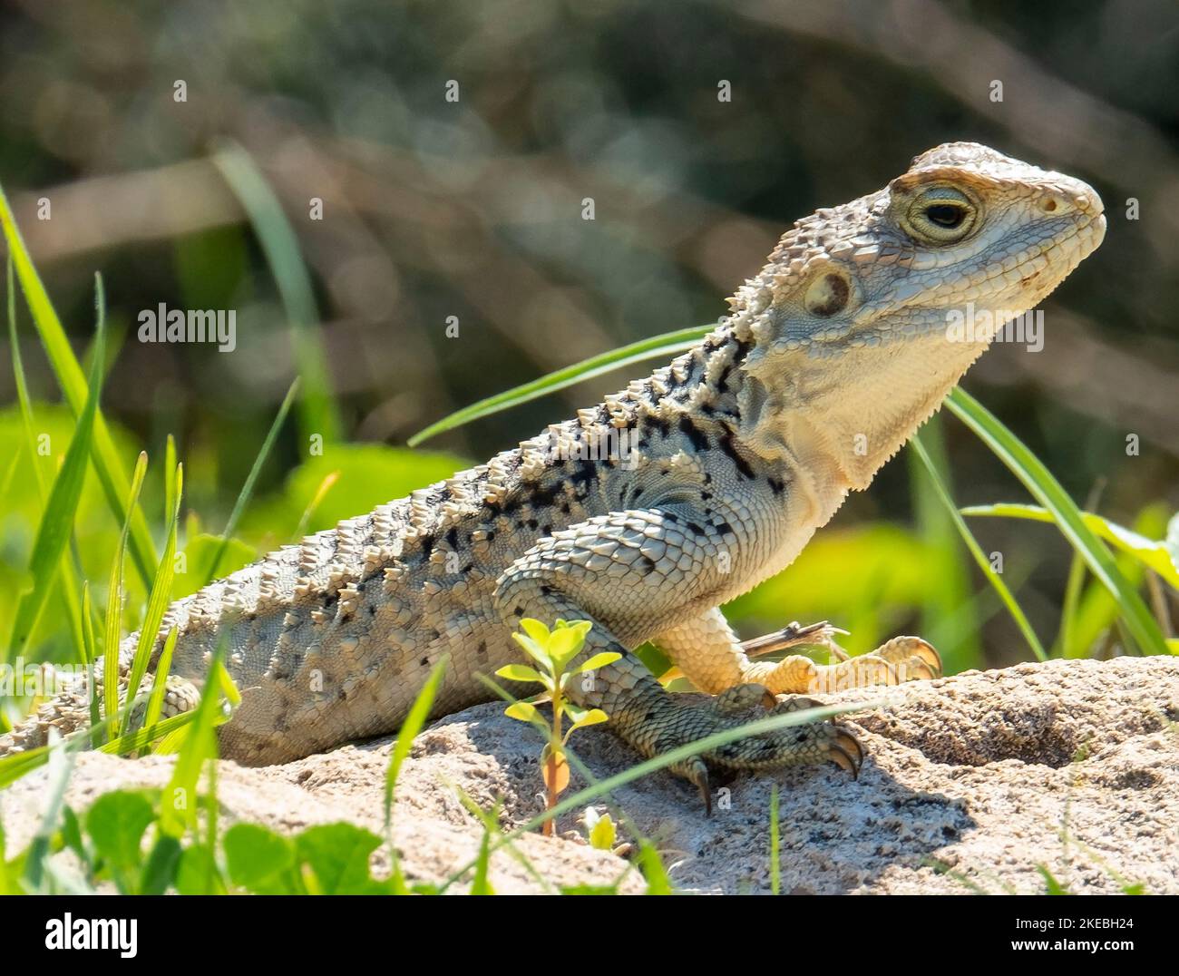 Cyprus Rock Agama, (Stellagama stellio cypriaca) on a rock, Paphos ...