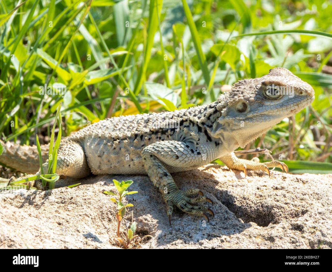 Gekko cyprus hi-res stock photography and images - Alamy