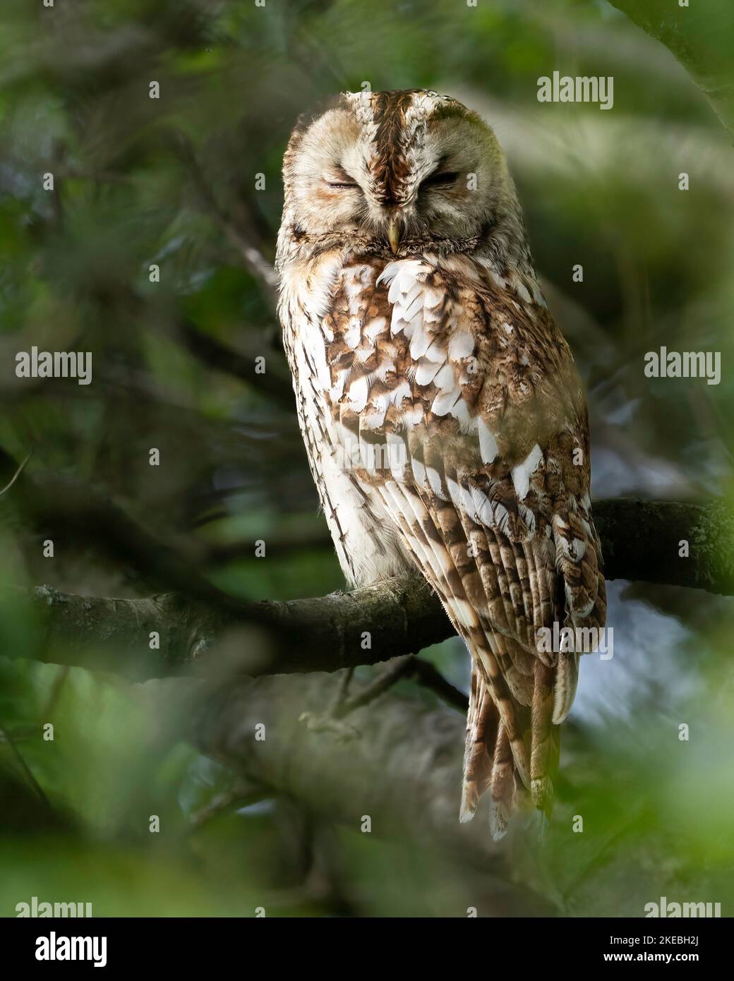 Tawny Owl Sleeping Stock Photo - Alamy