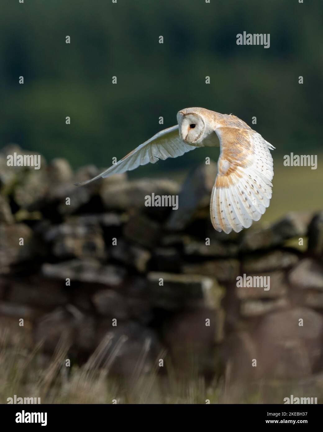 Barn owl in lancashire hi-res stock photography and images - Alamy