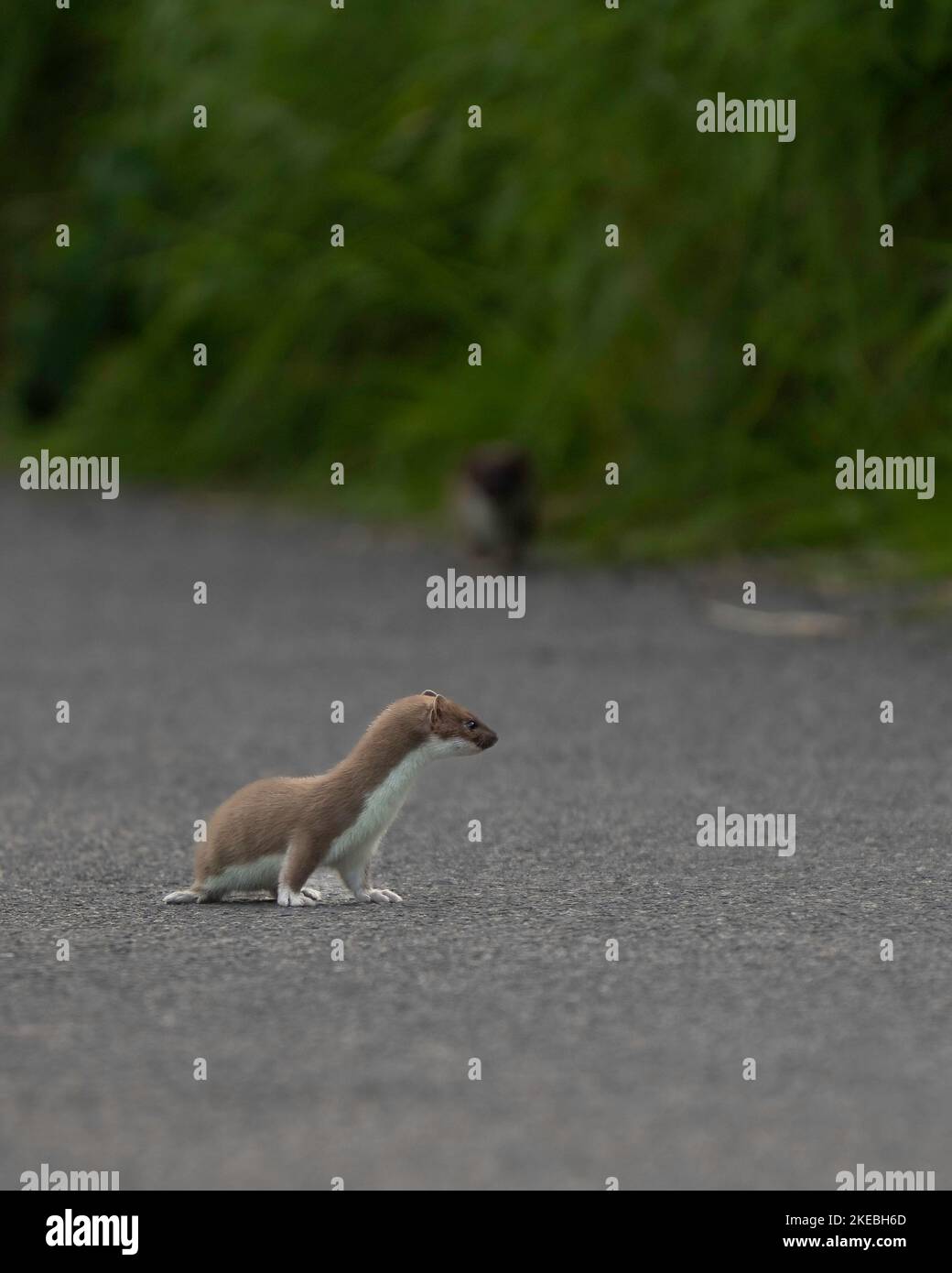 Stoat in the Road Stock Photo - Alamy
