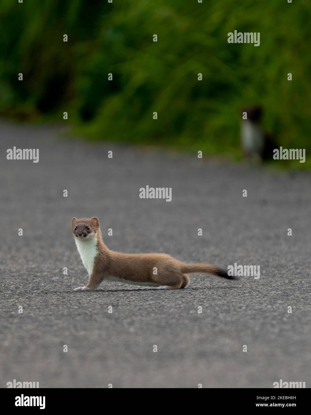 Stoat in the Road Stock Photo - Alamy