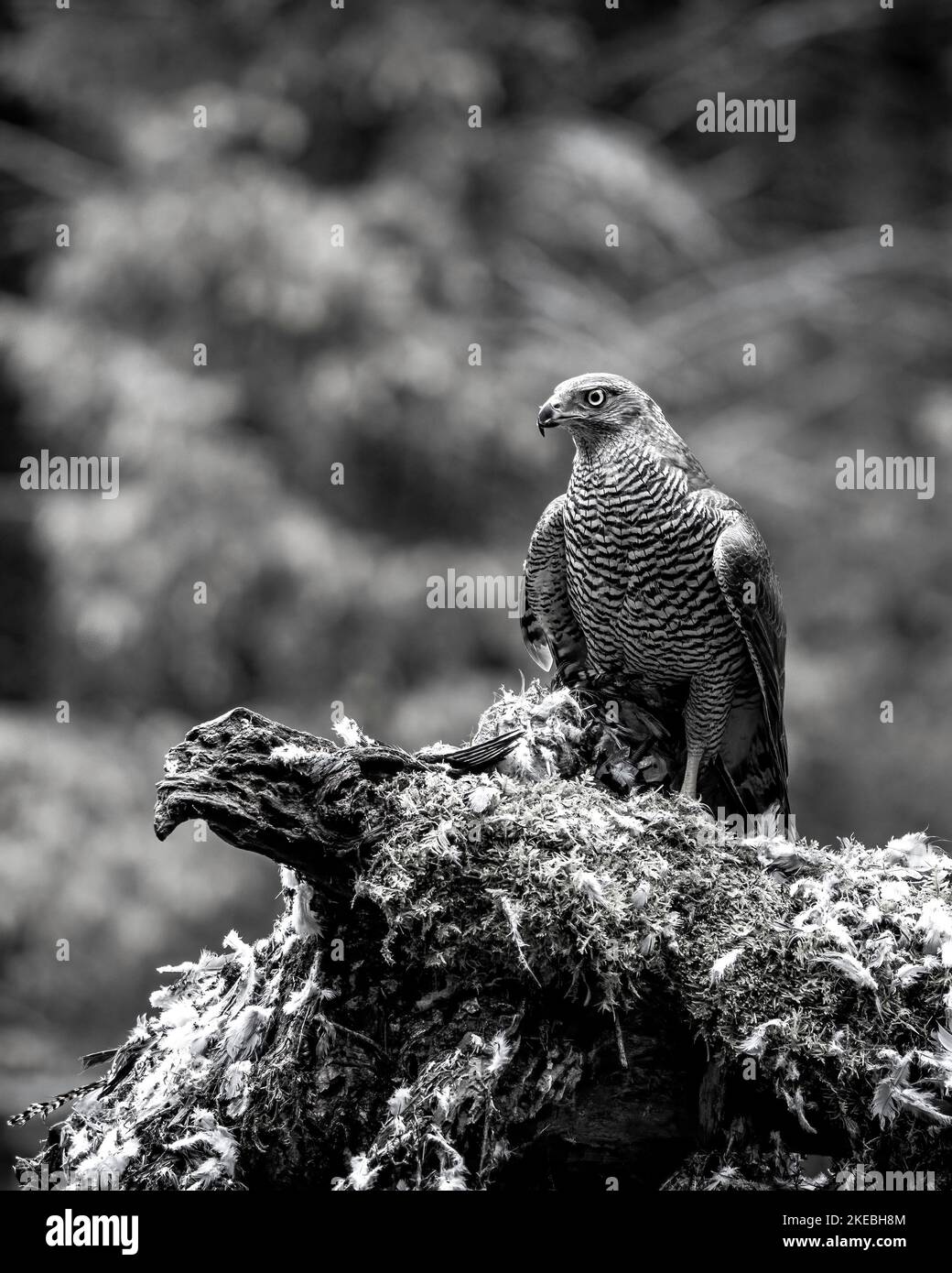 Goshawk on plucking perch hi-res stock photography and images - Alamy