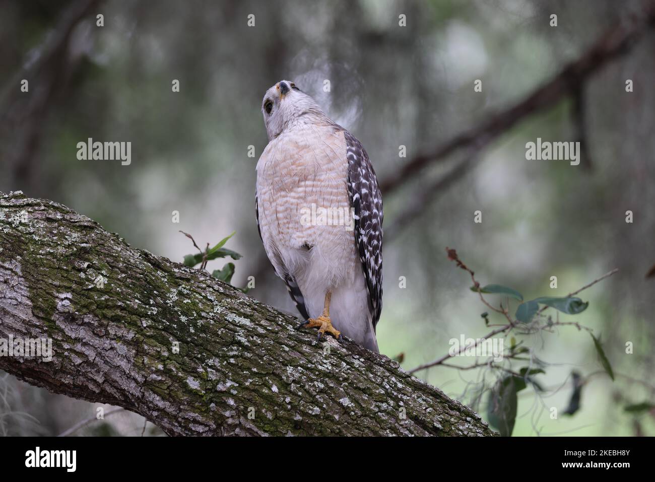 Red-shouldered hawk Arthur R. Marshall Loxahatchee National Wildlife ...
