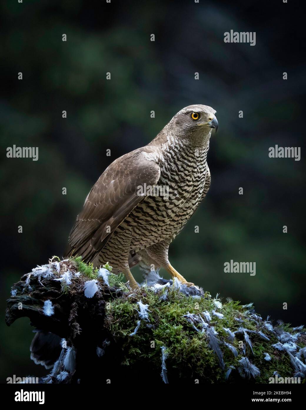 Goshawk on plucking perch hi-res stock photography and images - Alamy
