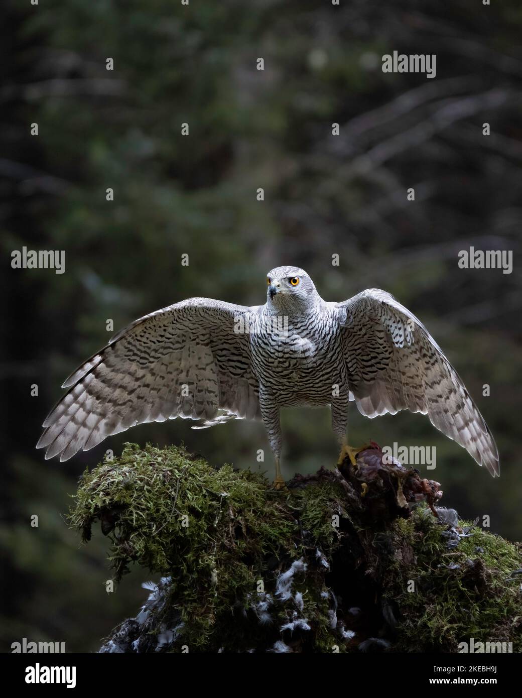Goshawk in Scotland Stock Photo - Alamy