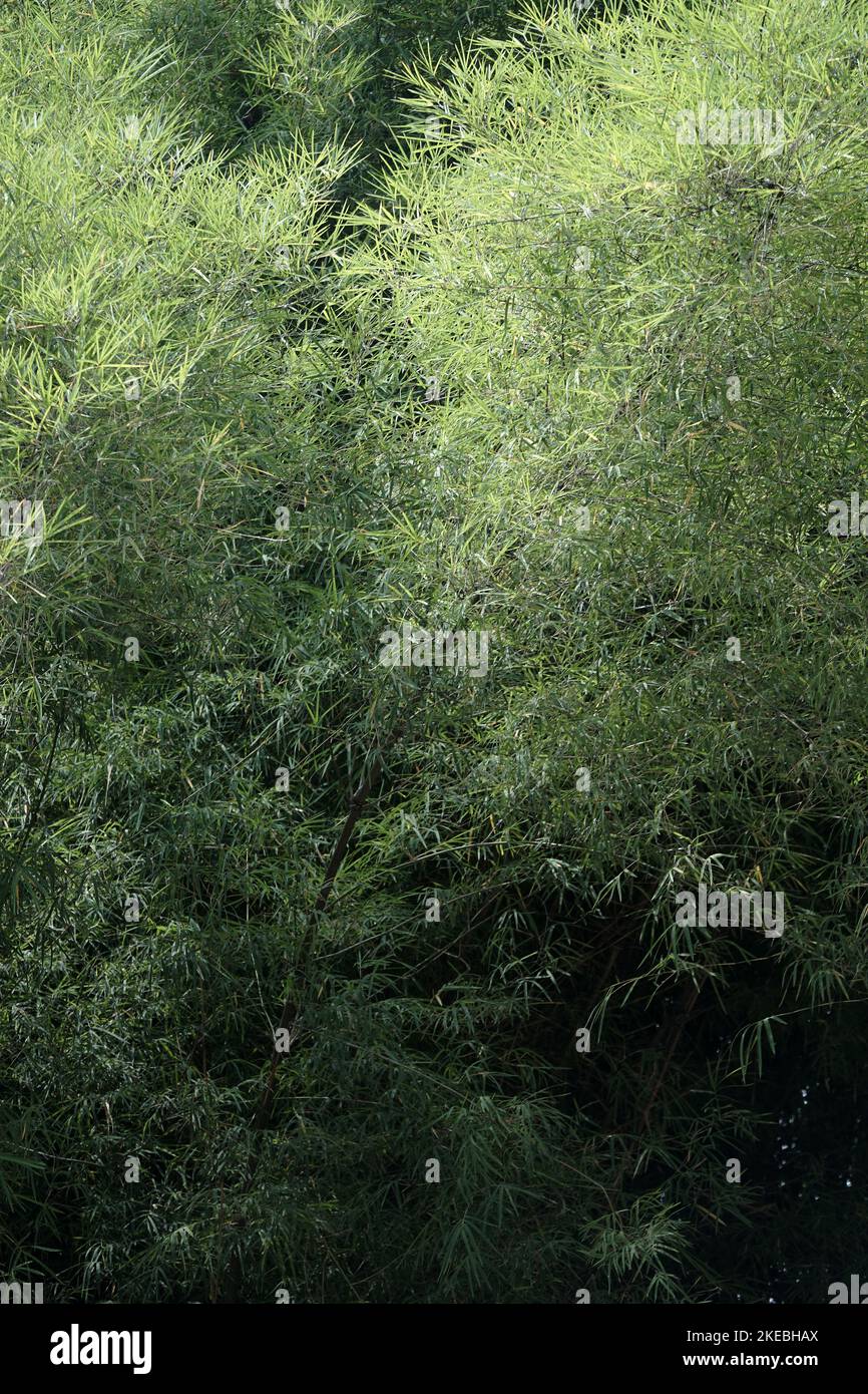 Bamboo three in Ciganjur, South Jakarta, Indonesia Stock Photo - Alamy