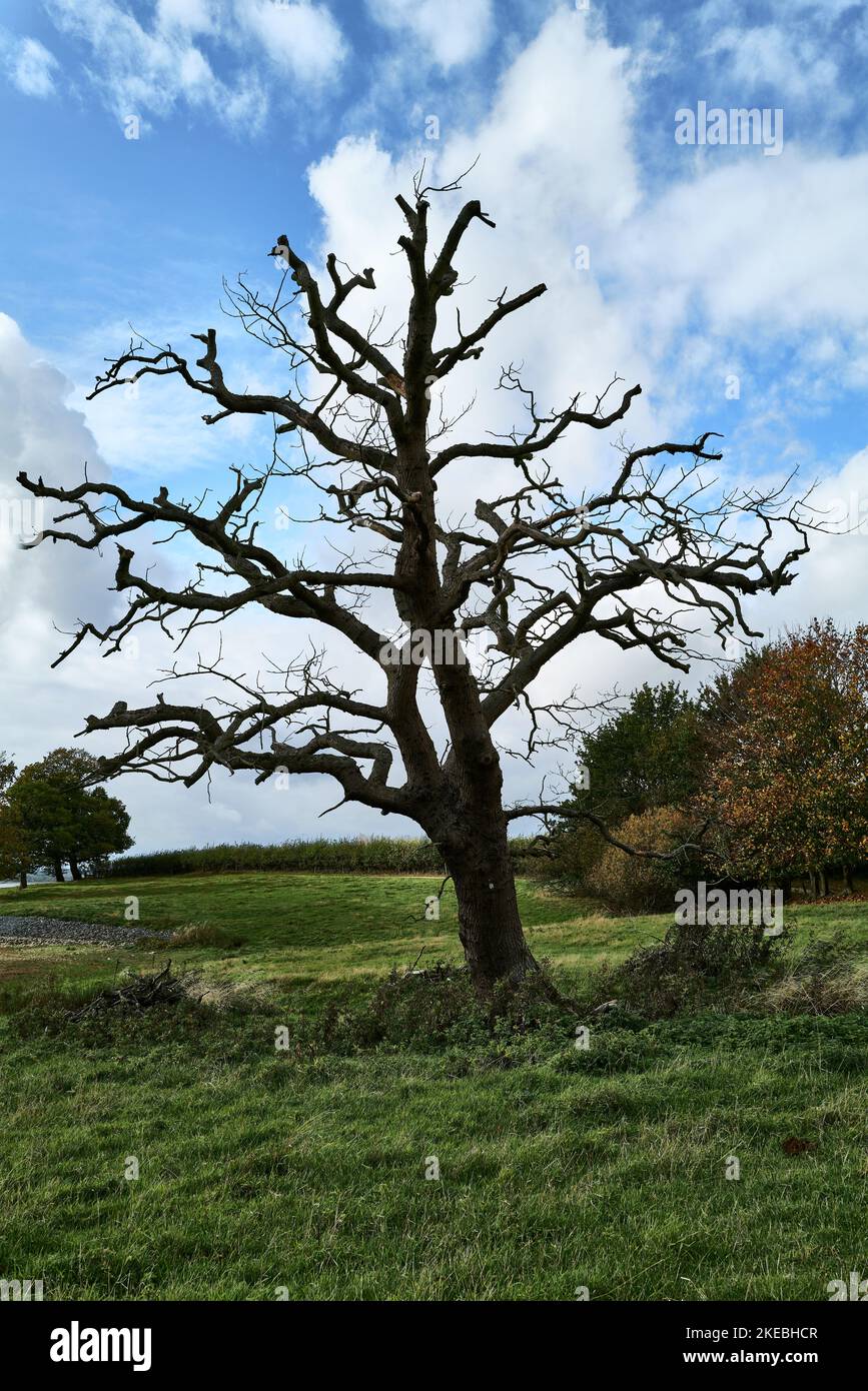 Dead tree in the english countryside Stock Photo - Alamy