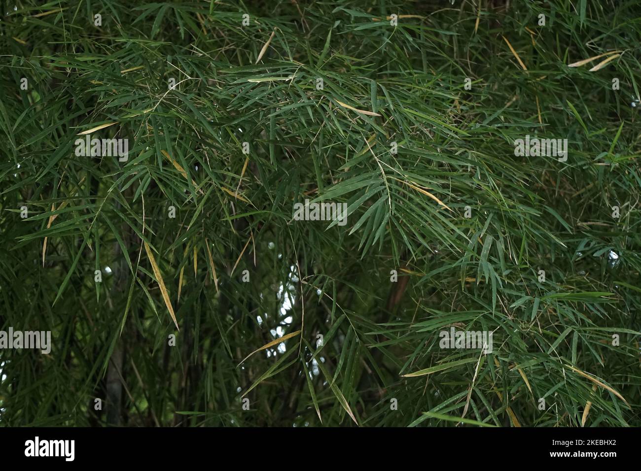Bamboo three in Ciganjur, South Jakarta, Indonesia Stock Photo - Alamy