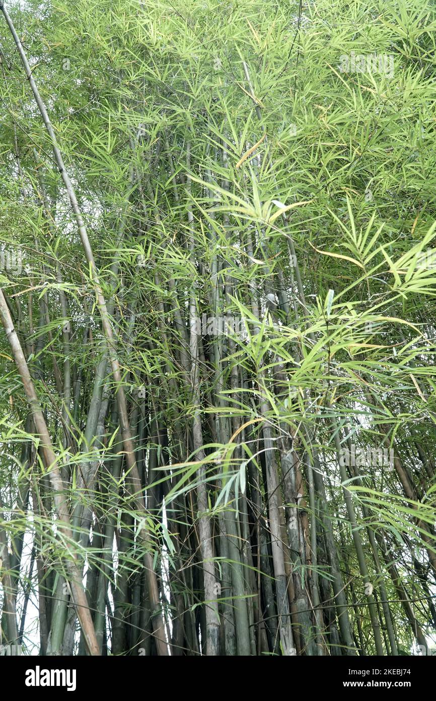 Bamboo three in Ciganjur, South Jakarta, Indonesia Stock Photo - Alamy
