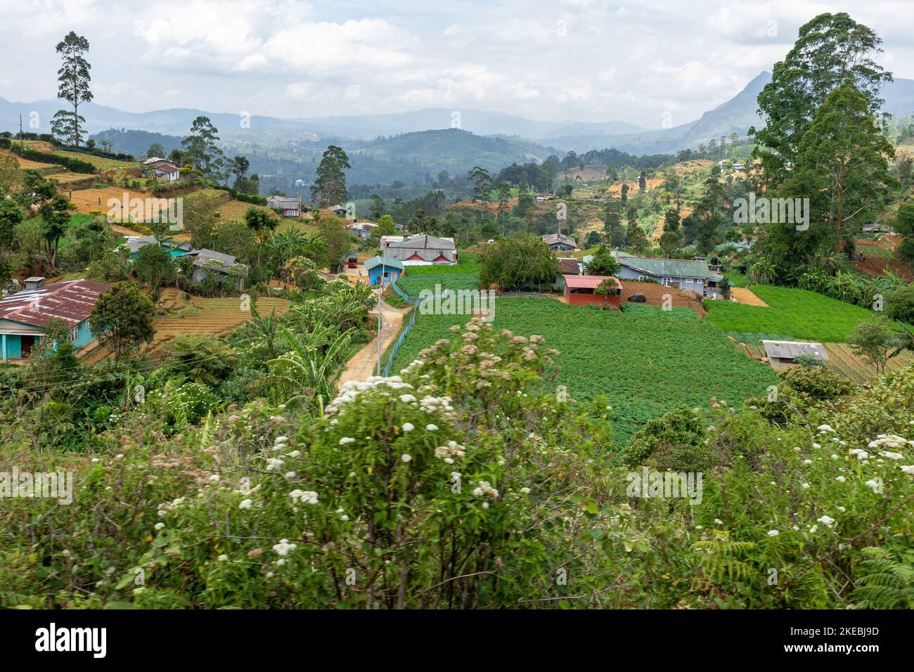 Sri Lanka Tea Plantation. Green Fields. Haputale, Sri Lanka Stock Photo ...