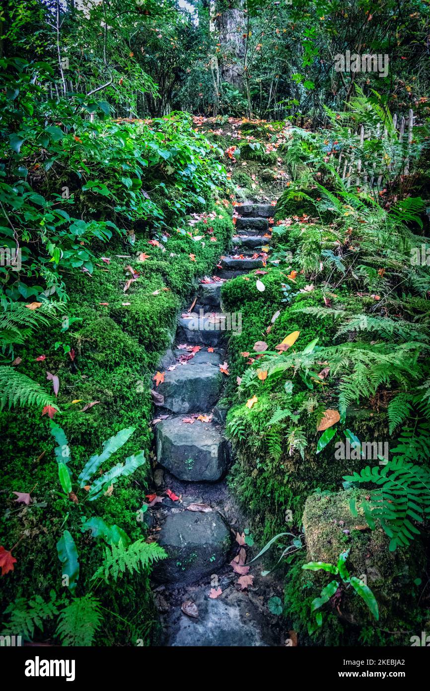 Narrow old stone steps in a wood Stock Photo - Alamy