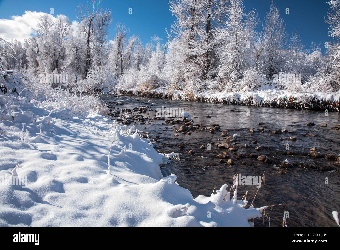 Newly fallen snow clings to the trees and bushes along a mountain ...